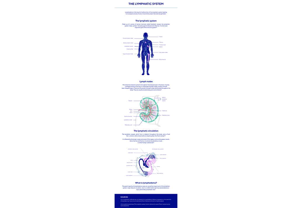 Understanding the lymphatic system | Thuasne®