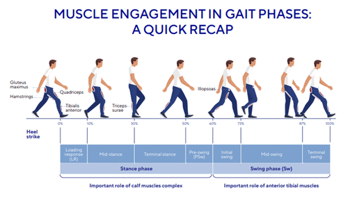 Deepening on foot drop: What is a gait cycle? | Thuasne